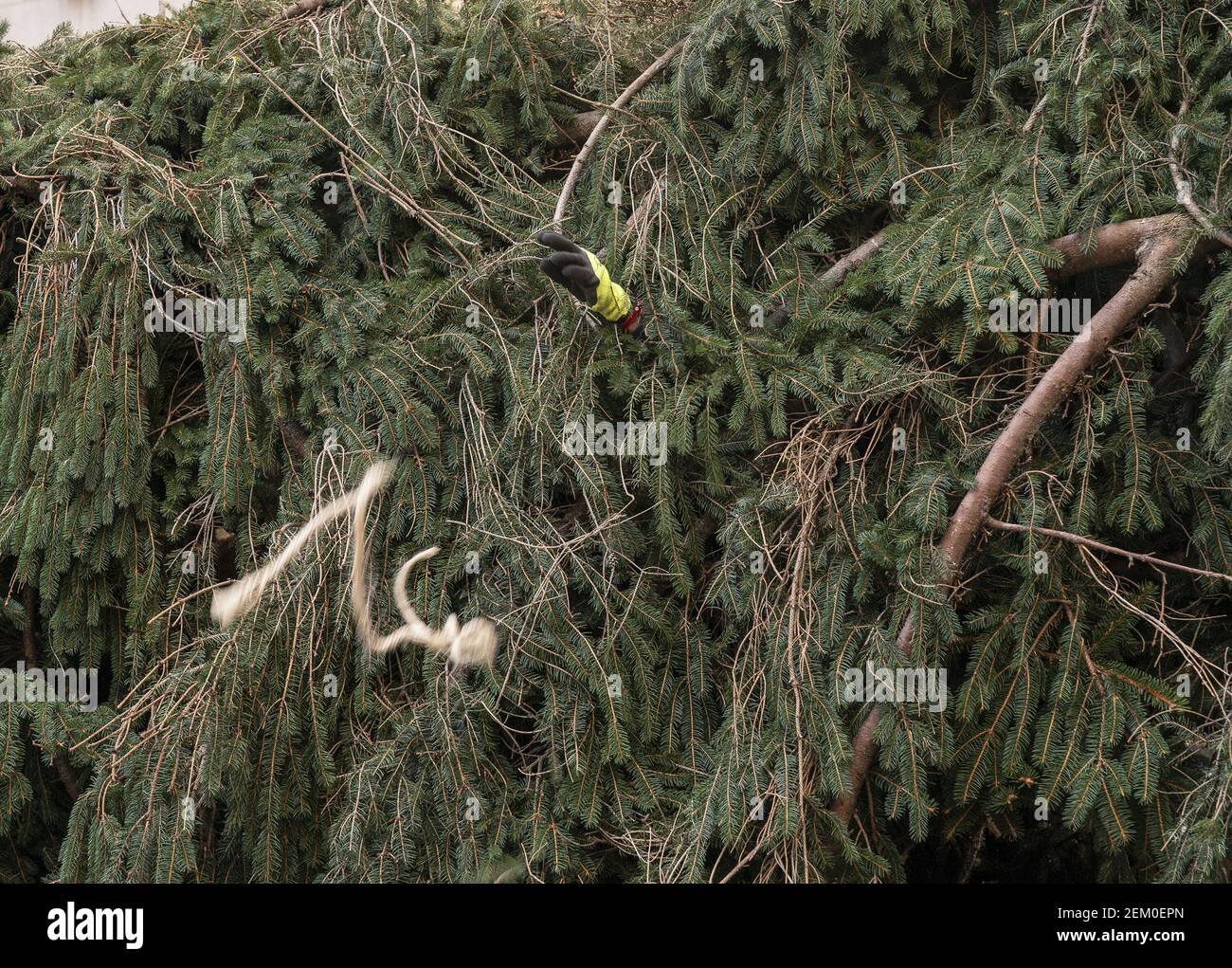 2020 75-foot Rockefeller Center Christmas Norway Spruce Tree from ...
