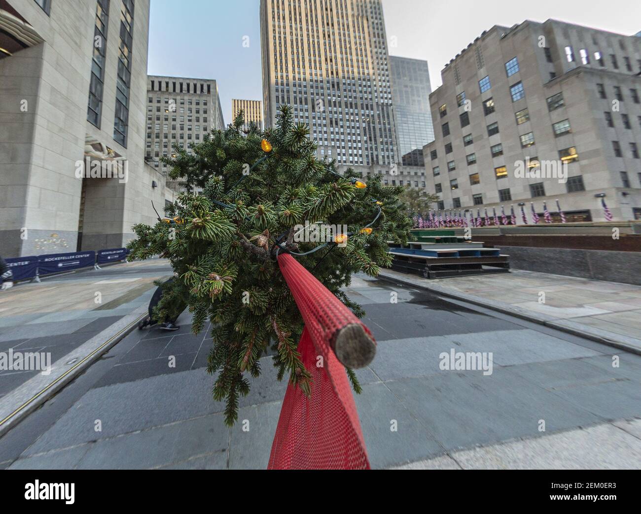 2020 75-foot Rockefeller Center Christmas Norway Spruce Tree from ...