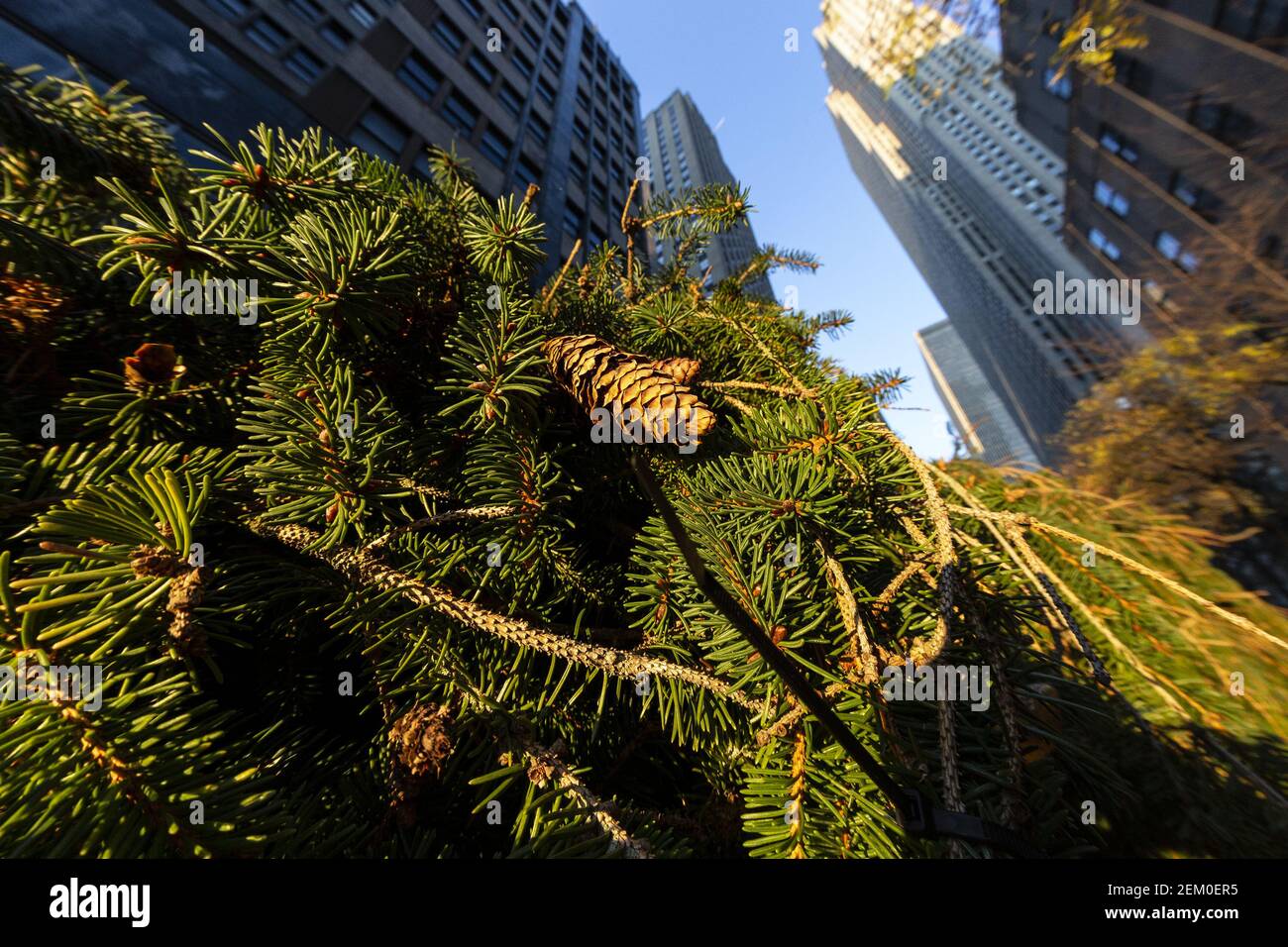 2020 75-foot Rockefeller Center Christmas Norway Spruce Tree from ...
