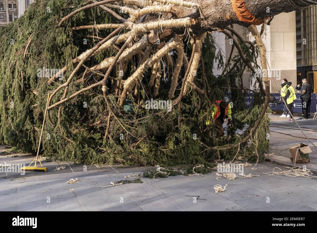 2020 75-foot Rockefeller Center Christmas Norway Spruce Tree from ...