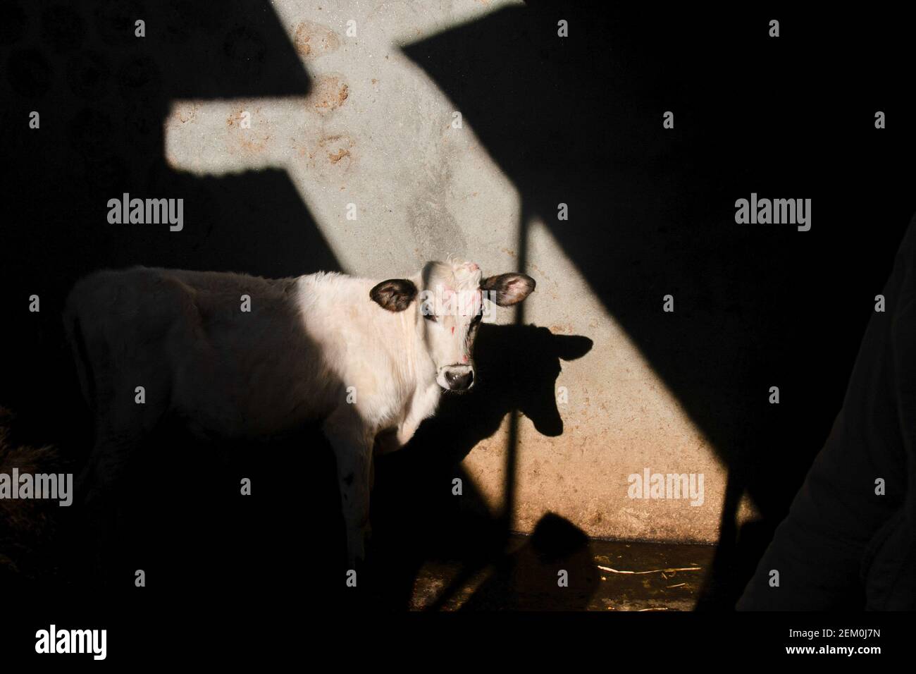 A cow decorated with vermilion powder seen during the Tihar festival ...