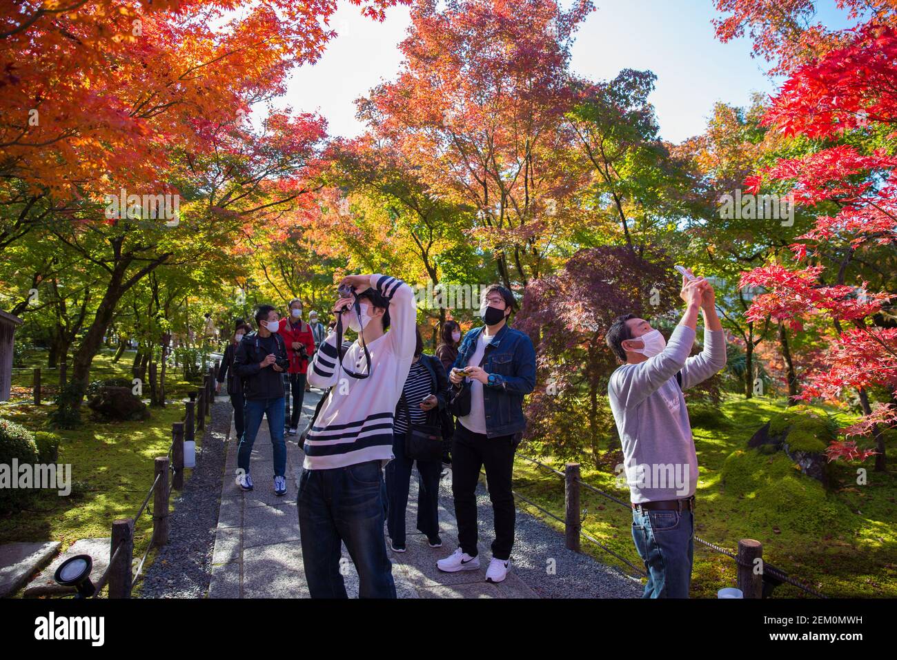 Tourists wearing face masks take photos of coloured leaves inside the ...