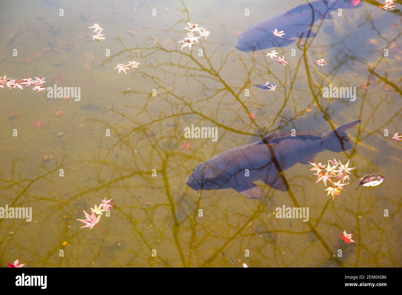 Japanese Koi fish swimming inside a pond with floating autumn leaves at ...
