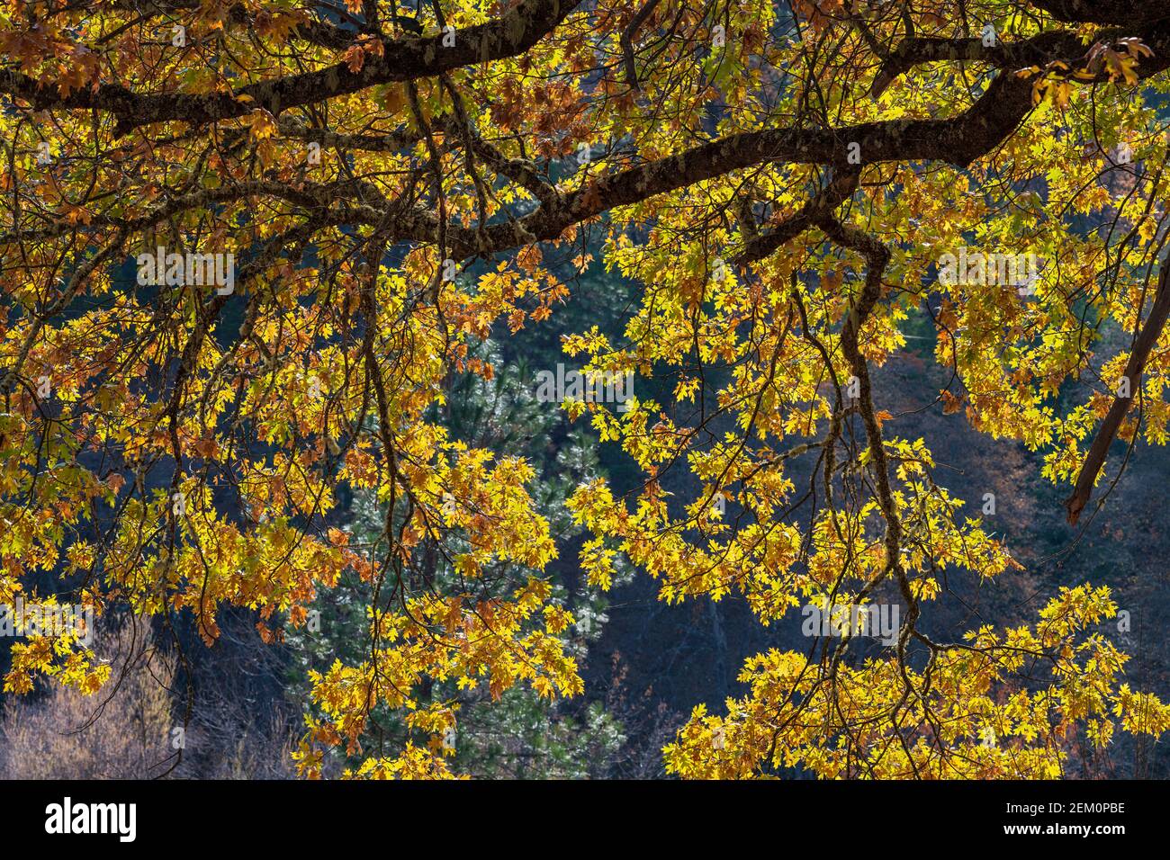 Horizontal daylight outdoors fall foliage hi-res stock photography and ...