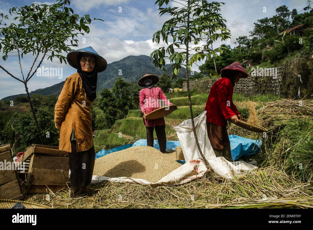 Farmers are seen winnowing rice seeds during the harvesting season. According to the Central ...