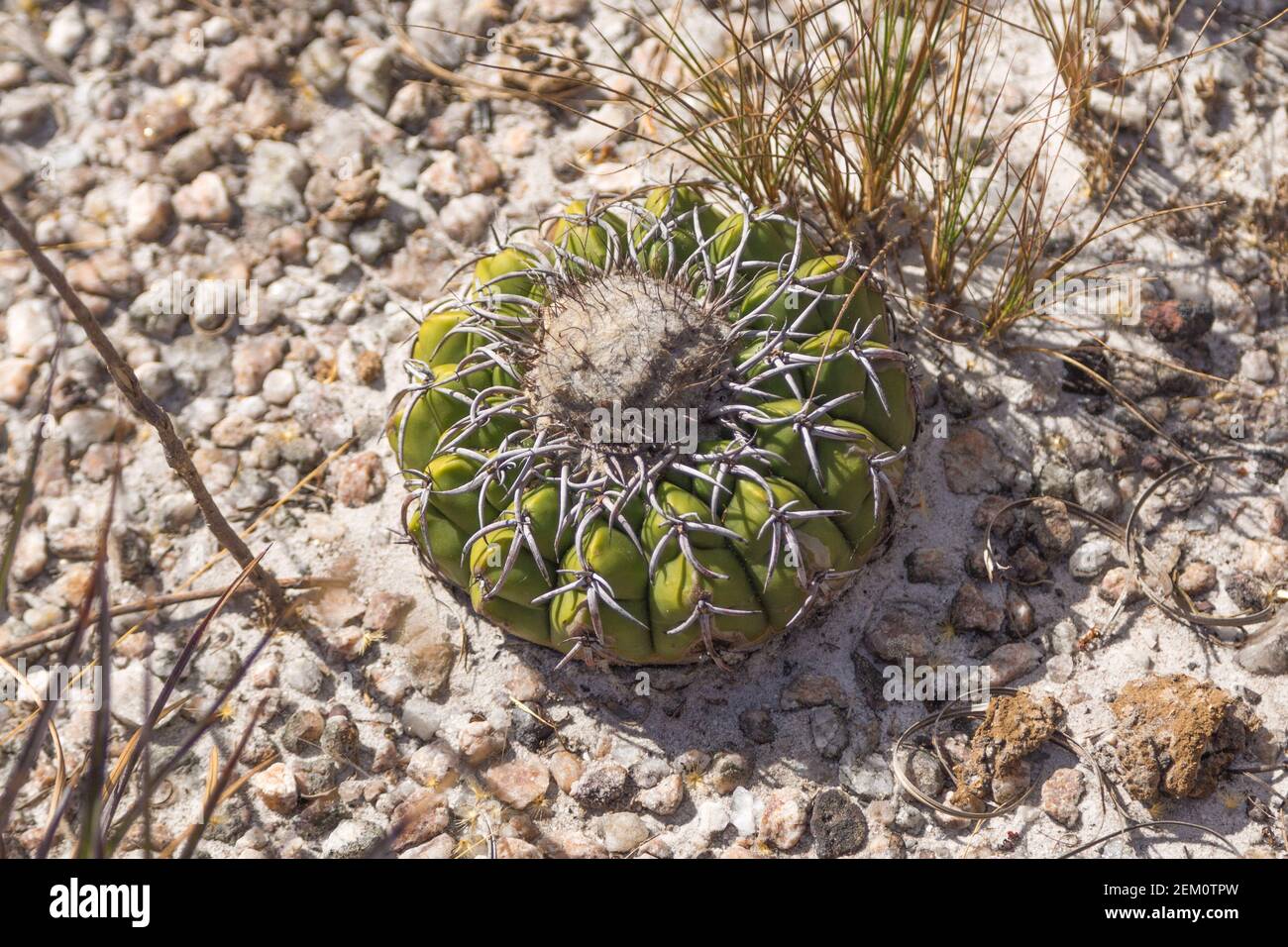 Discocactus placentiformis hi-res stock photography and images - Alamy