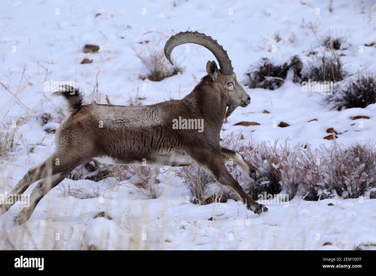 WENQUAN, CHINA - NOVEMBER 17, 2020 - A north goat runs in a steep ...