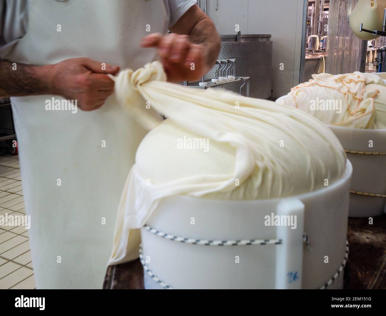 Producing cheese in dairy farm and factory from natural pastured cows ...