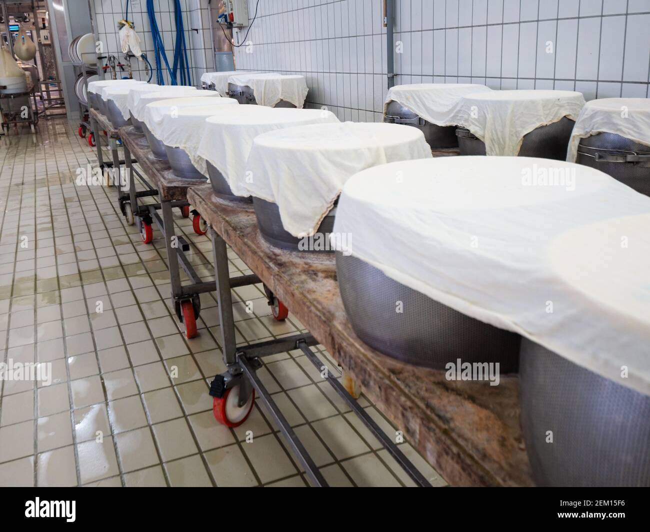 Producing cheese in dairy farm and factory from natural pastured cows ...