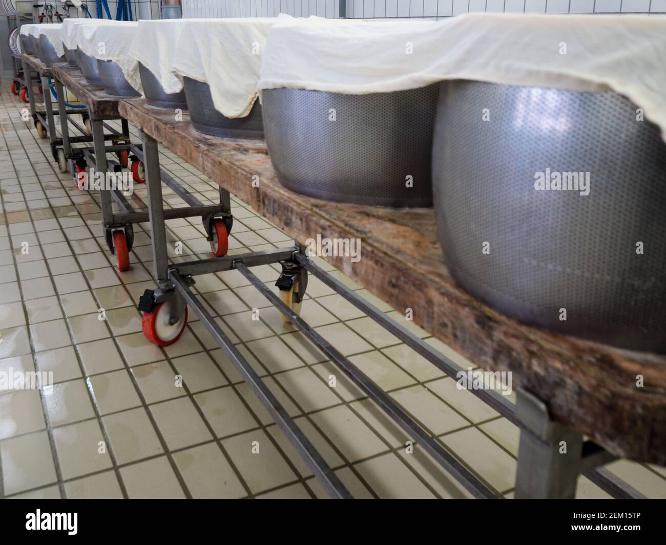 Producing cheese in dairy farm and factory from natural pastured cows ...