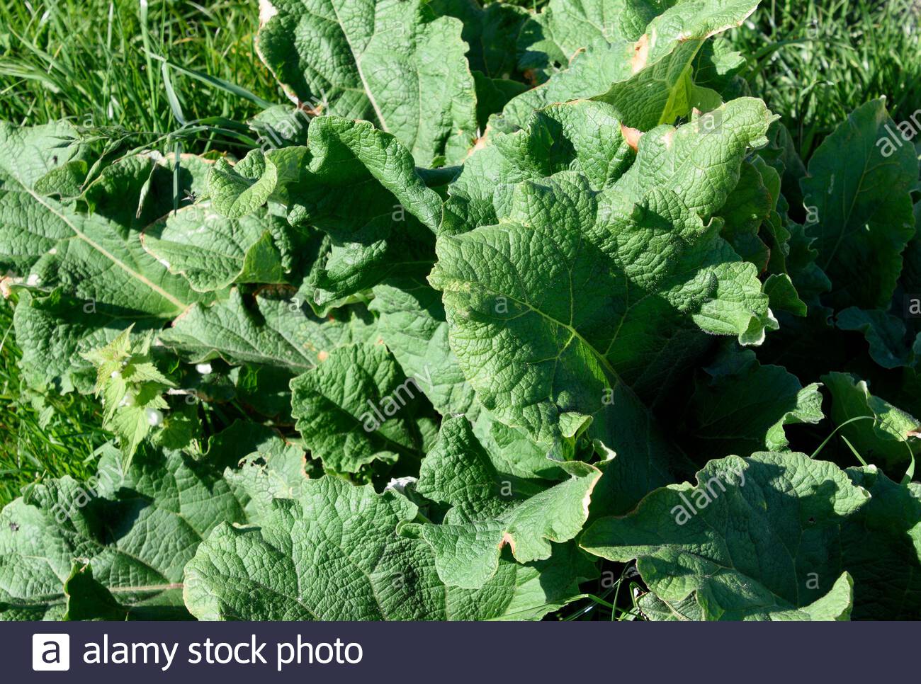 Dock Plant High Resolution Stock Photography and Images - Alamy