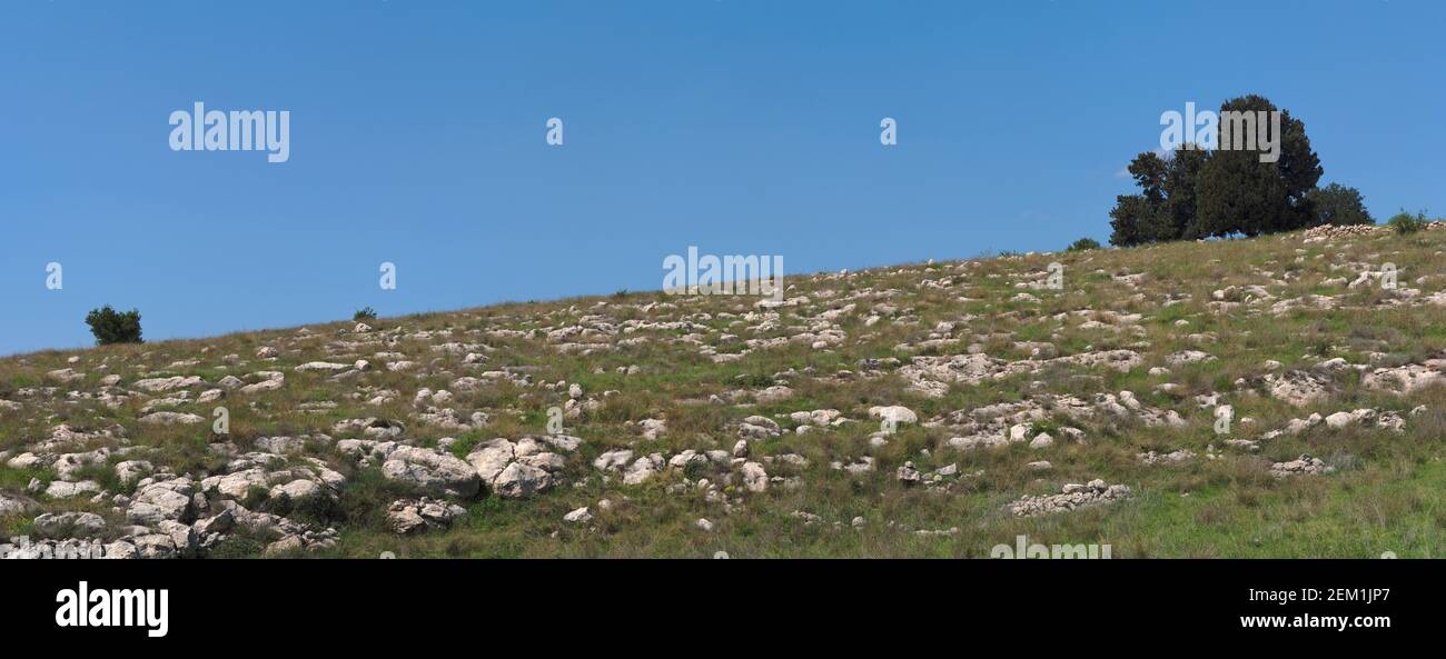 Small group of trees of the hill Stock Photo - Alamy