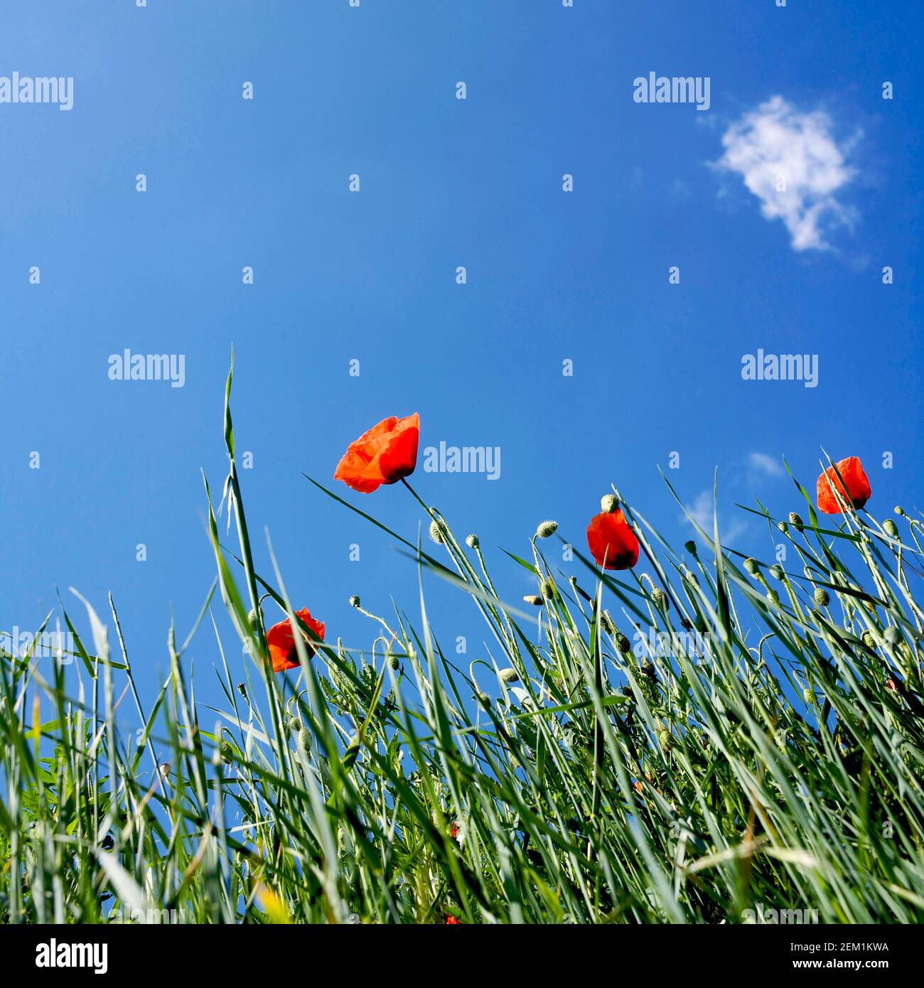 Poppies sway in breeze hi-res stock photography and images - Alamy