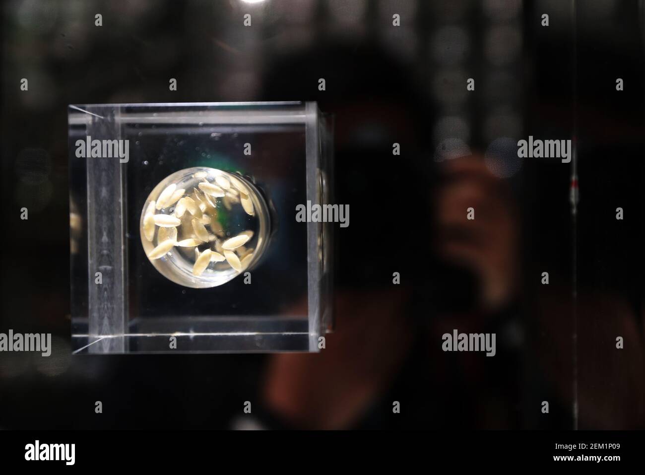 People observe the seeds preserved and presented at the "Seed Bank ...