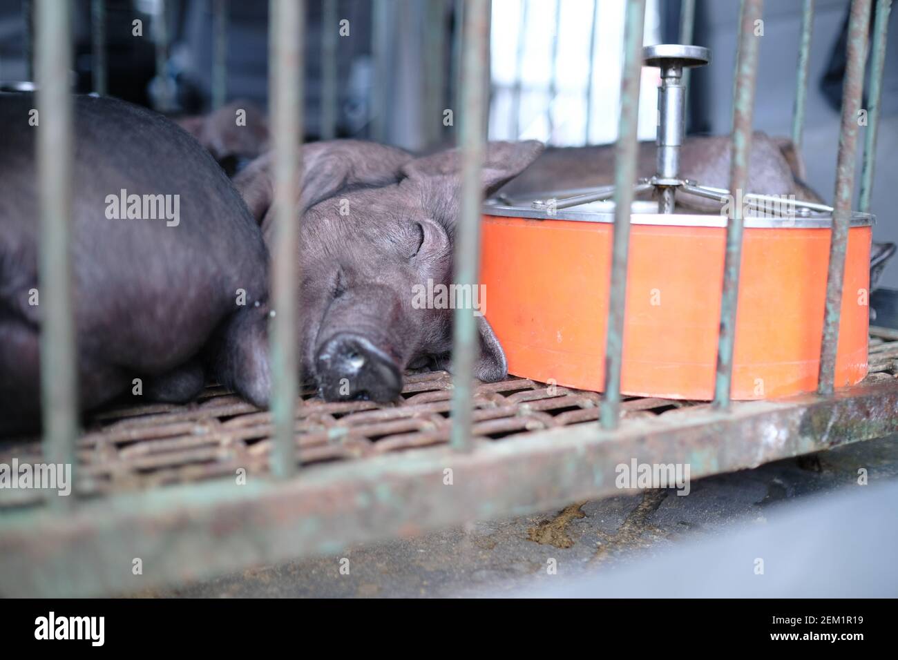 A pig seen sleeping in a cage. Tens of thousands march in a protest to ...