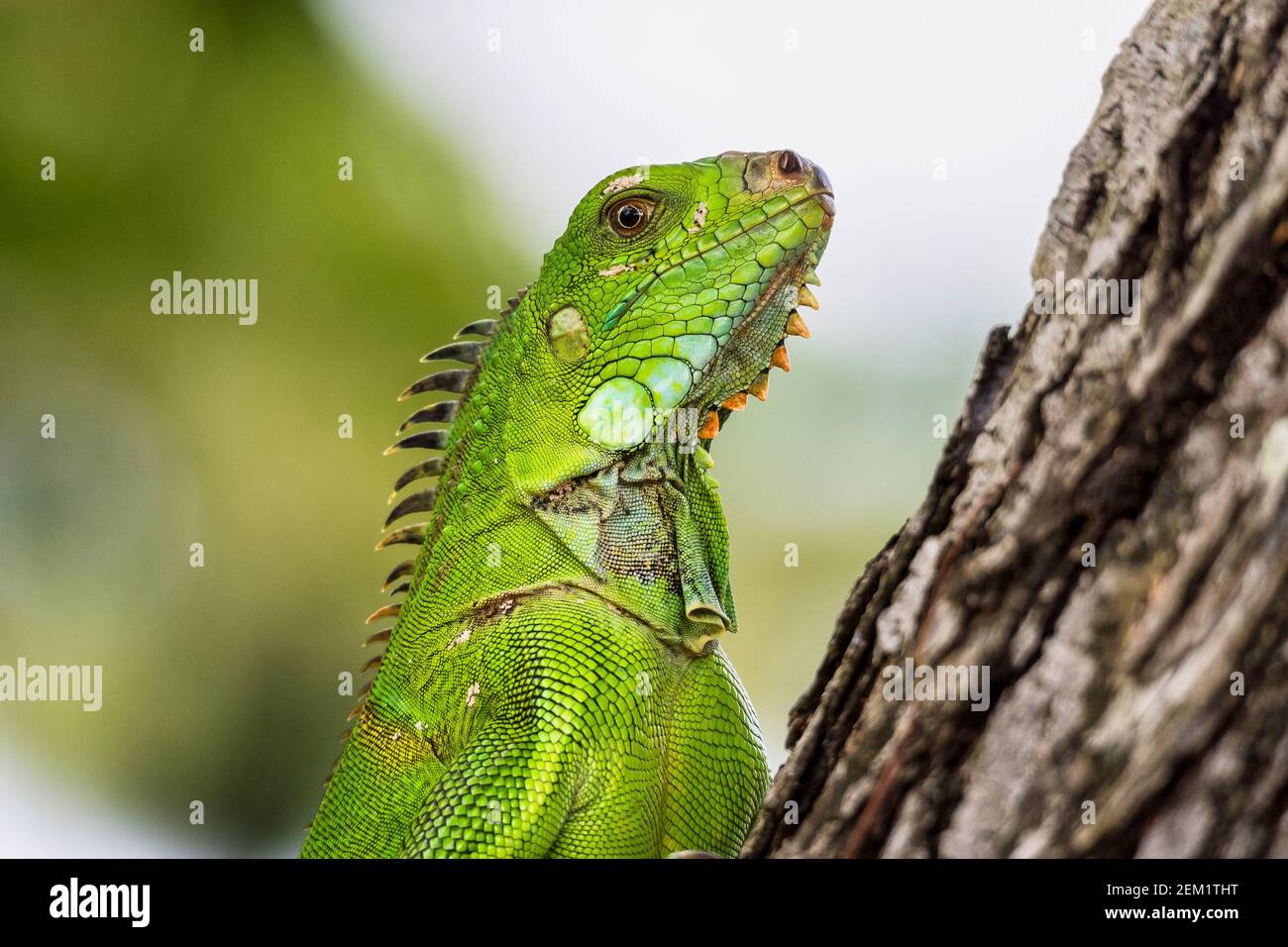 Green iguana martinique island french hi-res stock photography and ...