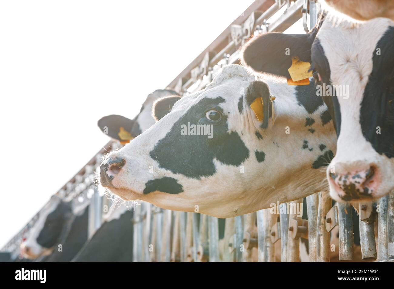 Black and white spotty cows on a farm Stock Photo - Alamy