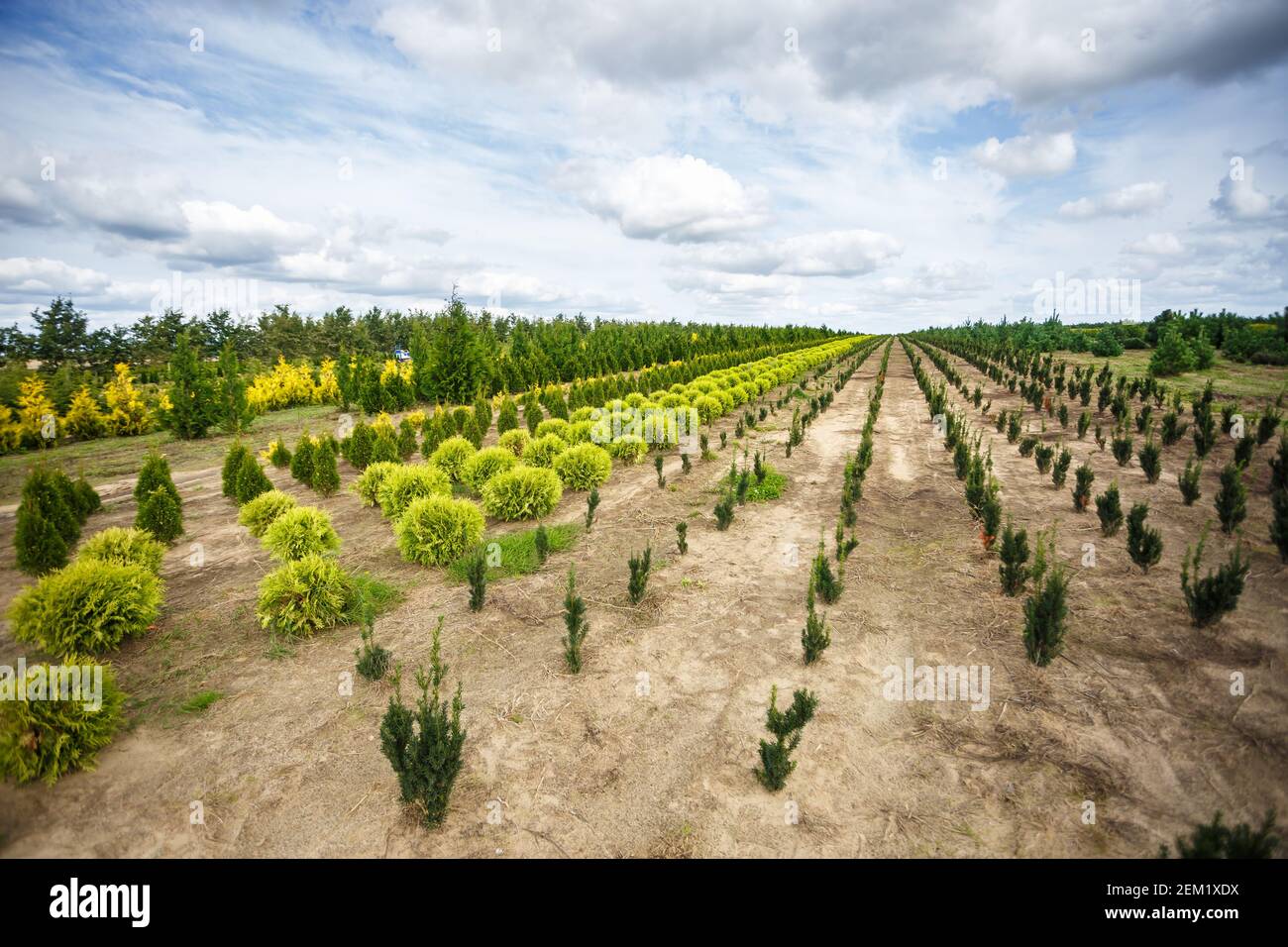 rows of young conifers in greenhouse with a lot of plants on plantation ...