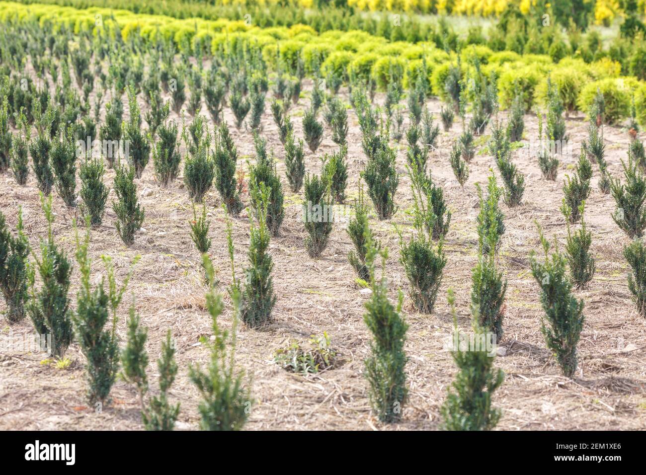 rows of young conifers in greenhouse with a lot of plants on plantation ...