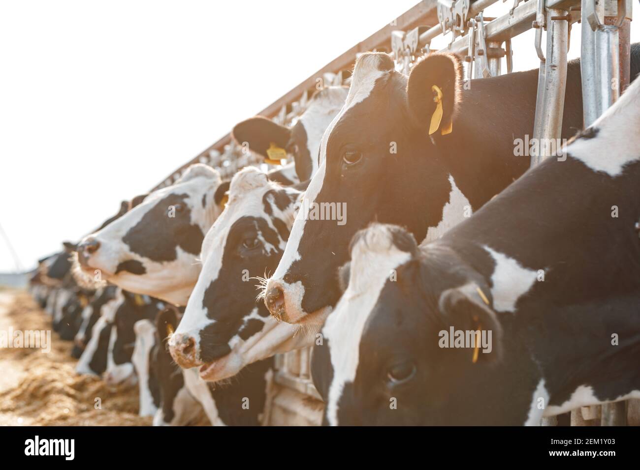 Black and white spotty cows on a farm Stock Photo - Alamy