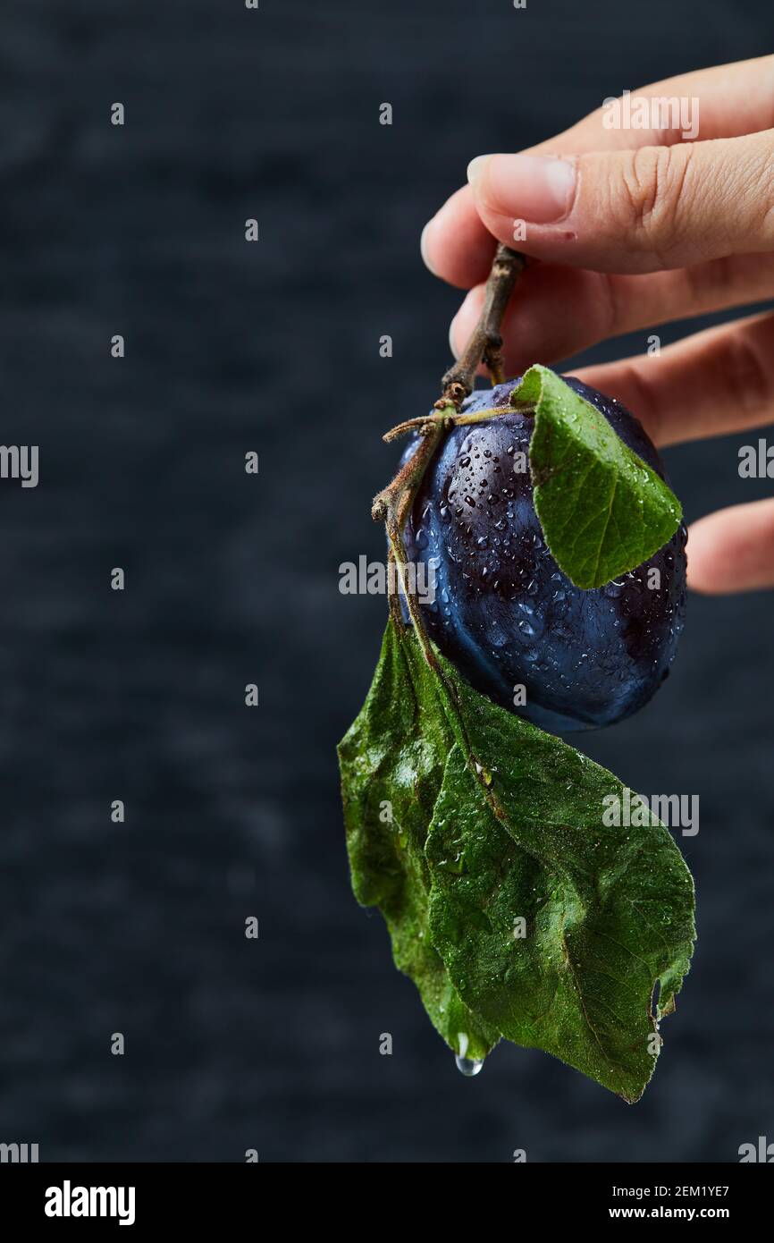 Hand holding a fresh plum on a black background Stock Photo - Alamy