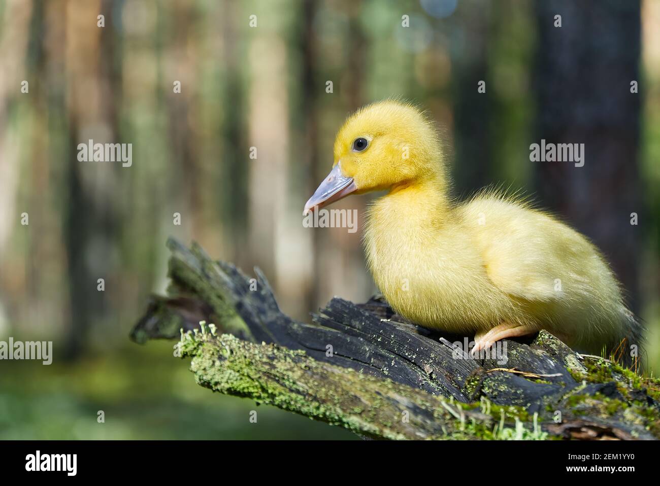 cute little yellow duckling are walking on the green grass in spring ...