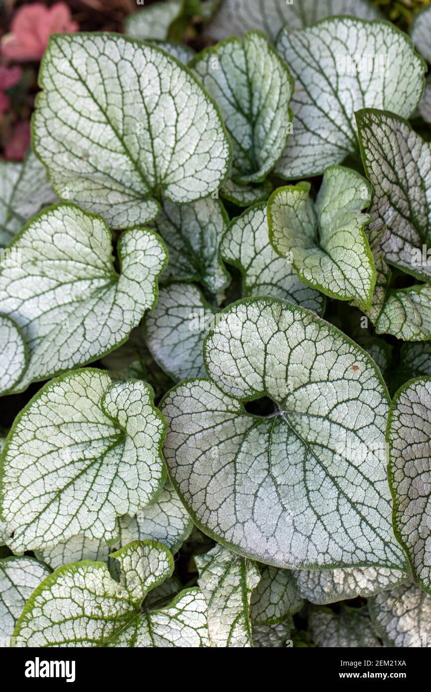 Heartleaf brunnera, Siberian bugloss ( Brunnera macrophylla 'Jack Frost ...
