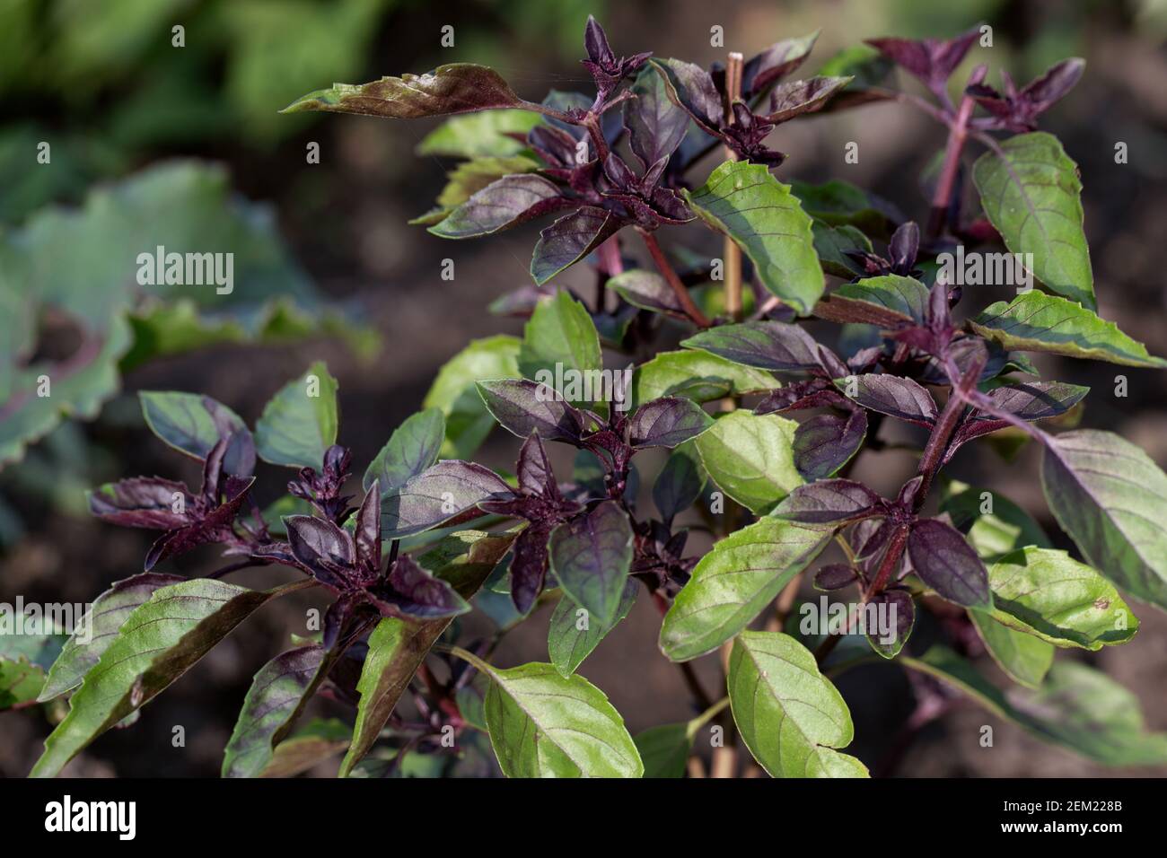 purple basil plants in garden. Ocimum basilicum purpurescens Stock ...