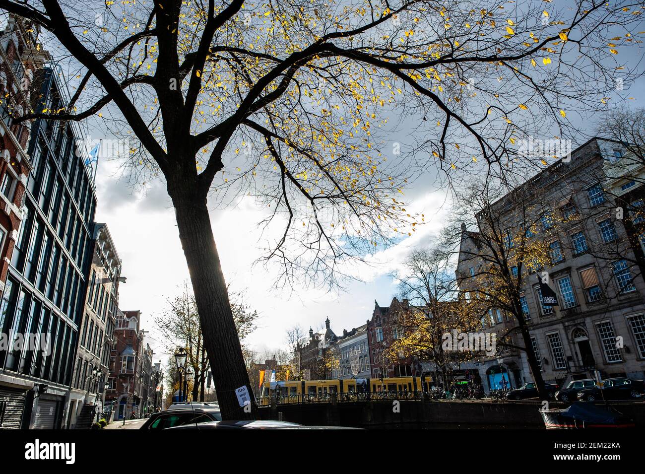 Elm trees amsterdam hi-res stock photography and images - Alamy