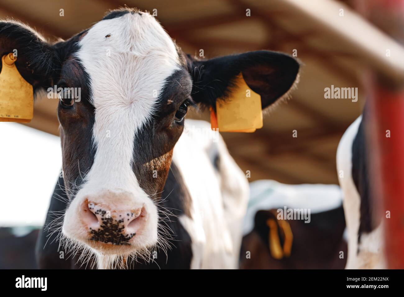 Young bull calf in a stall on a farm Stock Photo - Alamy