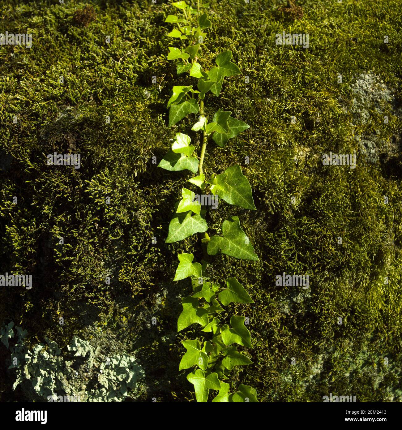 Lush green ivy climbing over a moss-covered rock in a serene forest ...