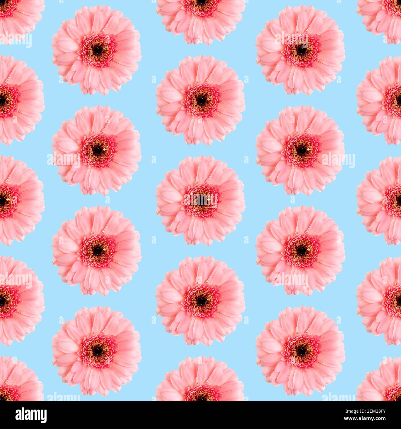 Seamless pattern of pink gerbera on a white Germini photo converted ...