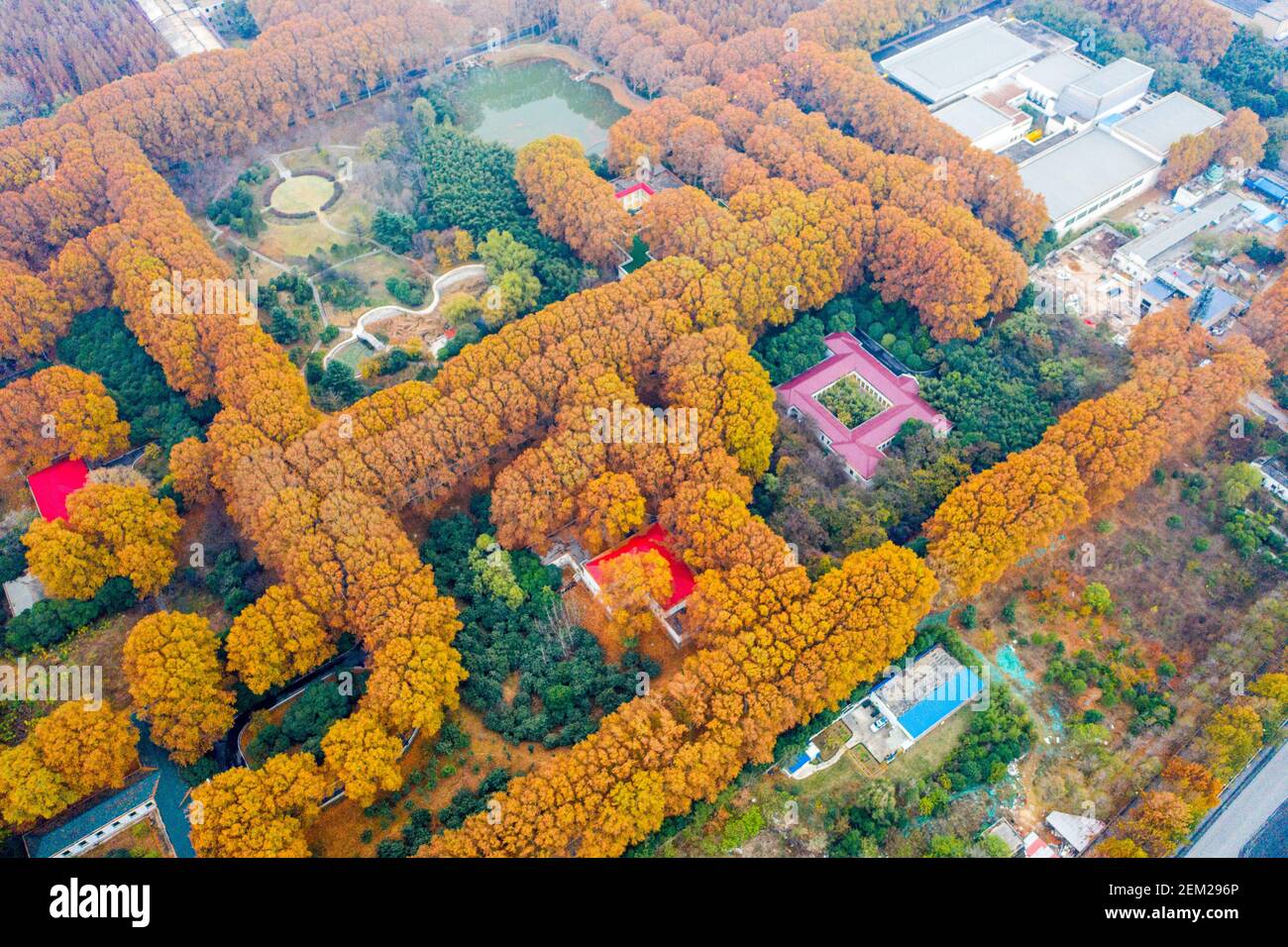 Henan, CHINA-More than 1,000 40-meter-high Fartong trees, which are ...
