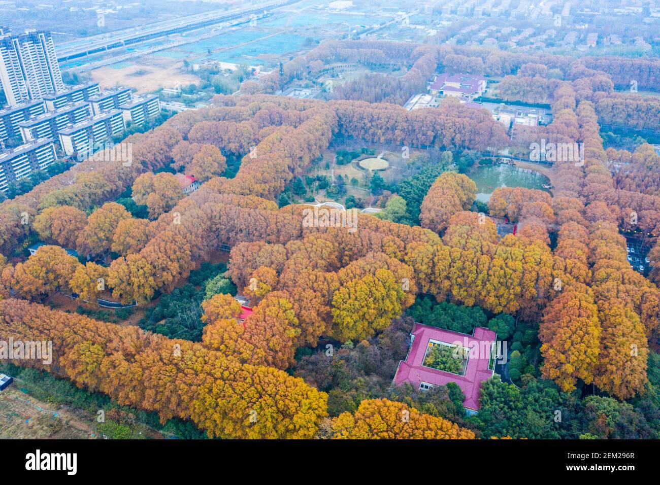 Henan, CHINA-More than 1,000 40-meter-high Fartong trees, which are ...