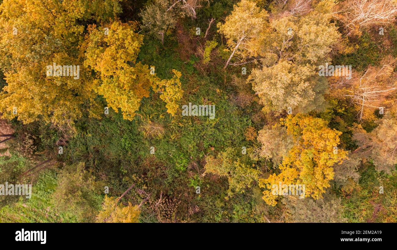 Spectacular drop down view of autumn tree tops changing colors Stock ...