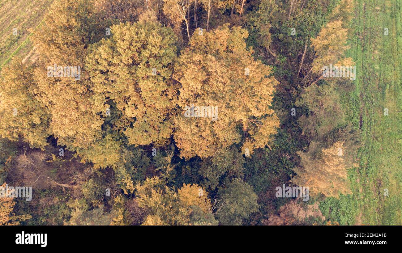 Spectacular drop down view of autumn tree tops changing colors Stock ...