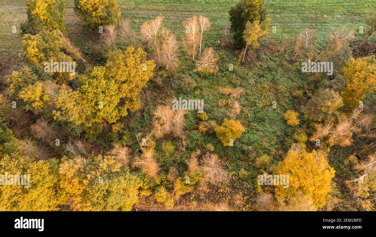 Spectacular drop down view of autumn tree tops changing colors Stock ...