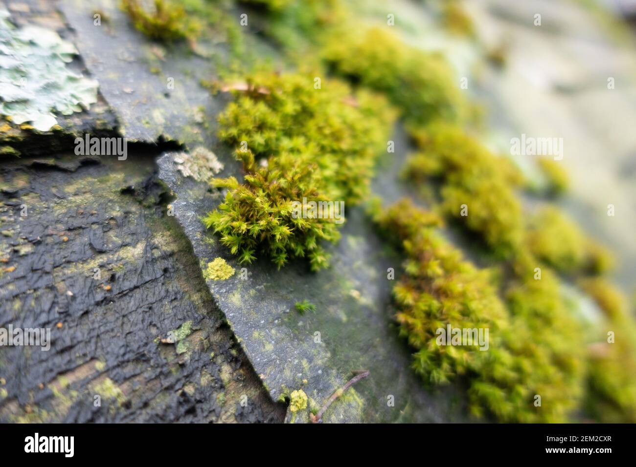 Crystal moss animal hi-res stock photography and images - Alamy
