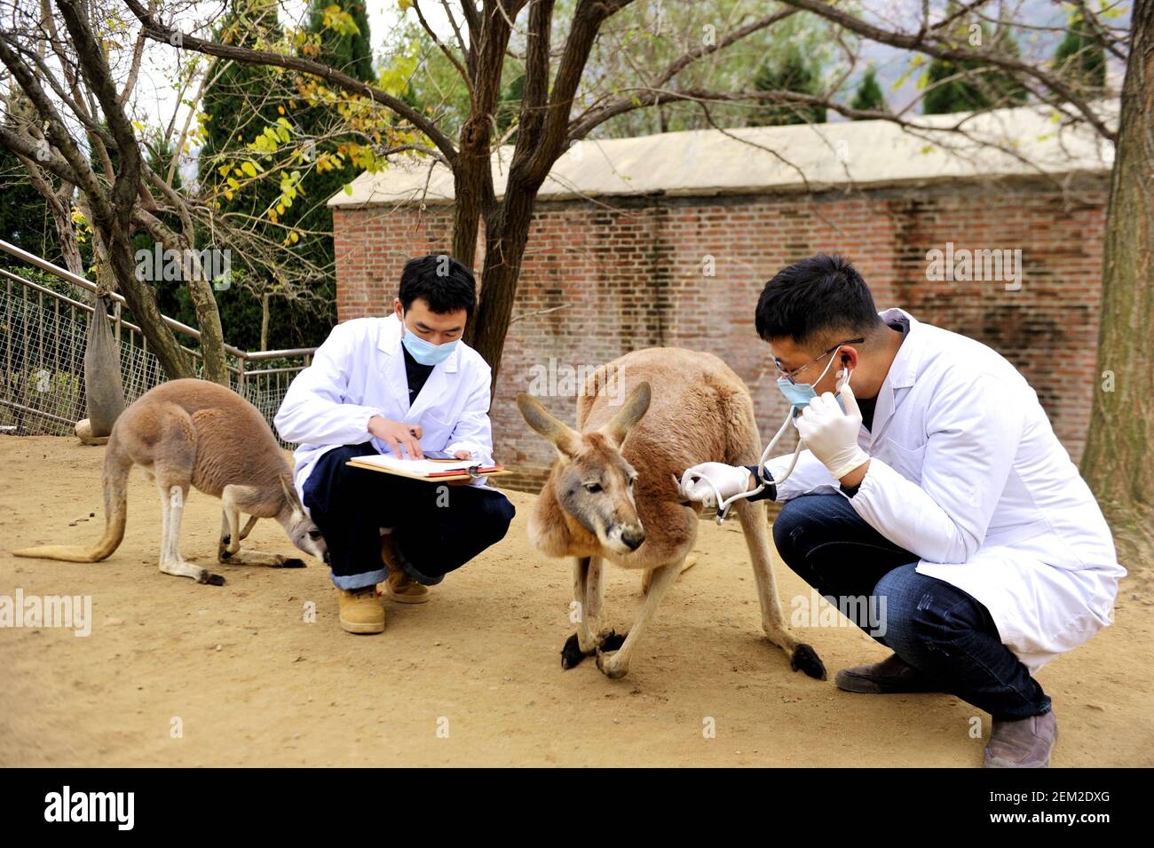 The doctors are taking health examination for wild animals in Qingdao ...
