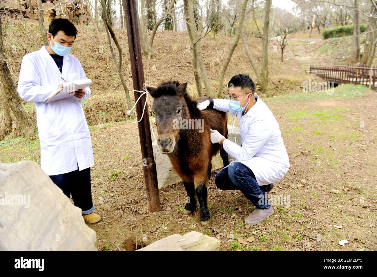 The doctors are taking health examination for wild animals in Qingdao ...