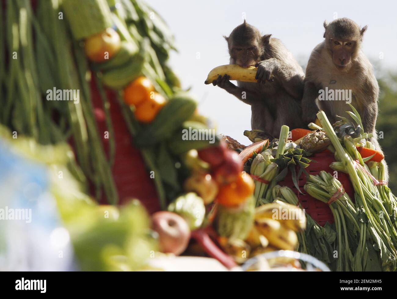 Monkeys seen eating fruits and vegetables during the 32nd annual Monkey ...
