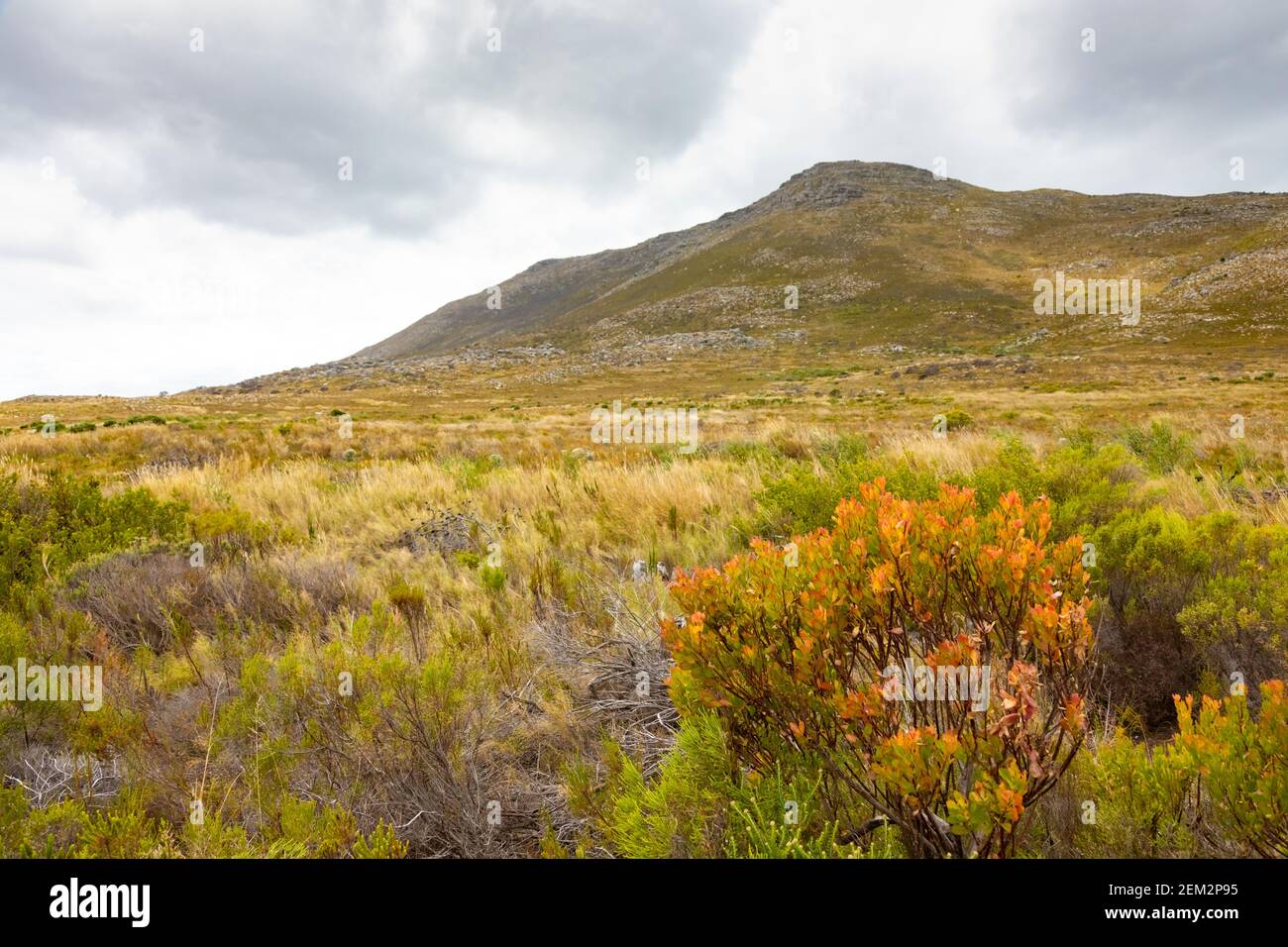 Fynbos Nature Reserve In The Background High Resolution Stock ...