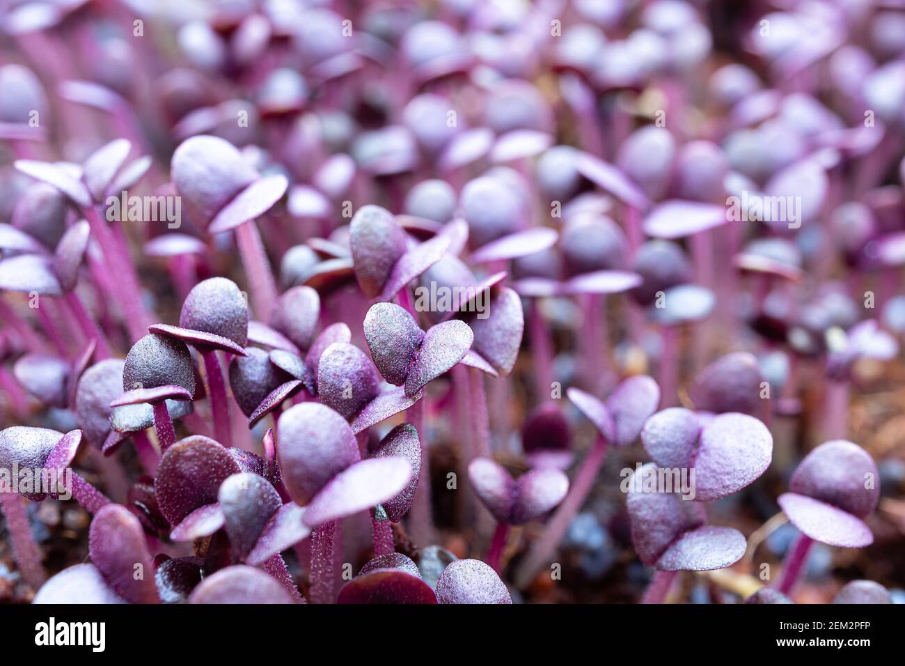 Young sprouts of purple basil close-up as colored background ...