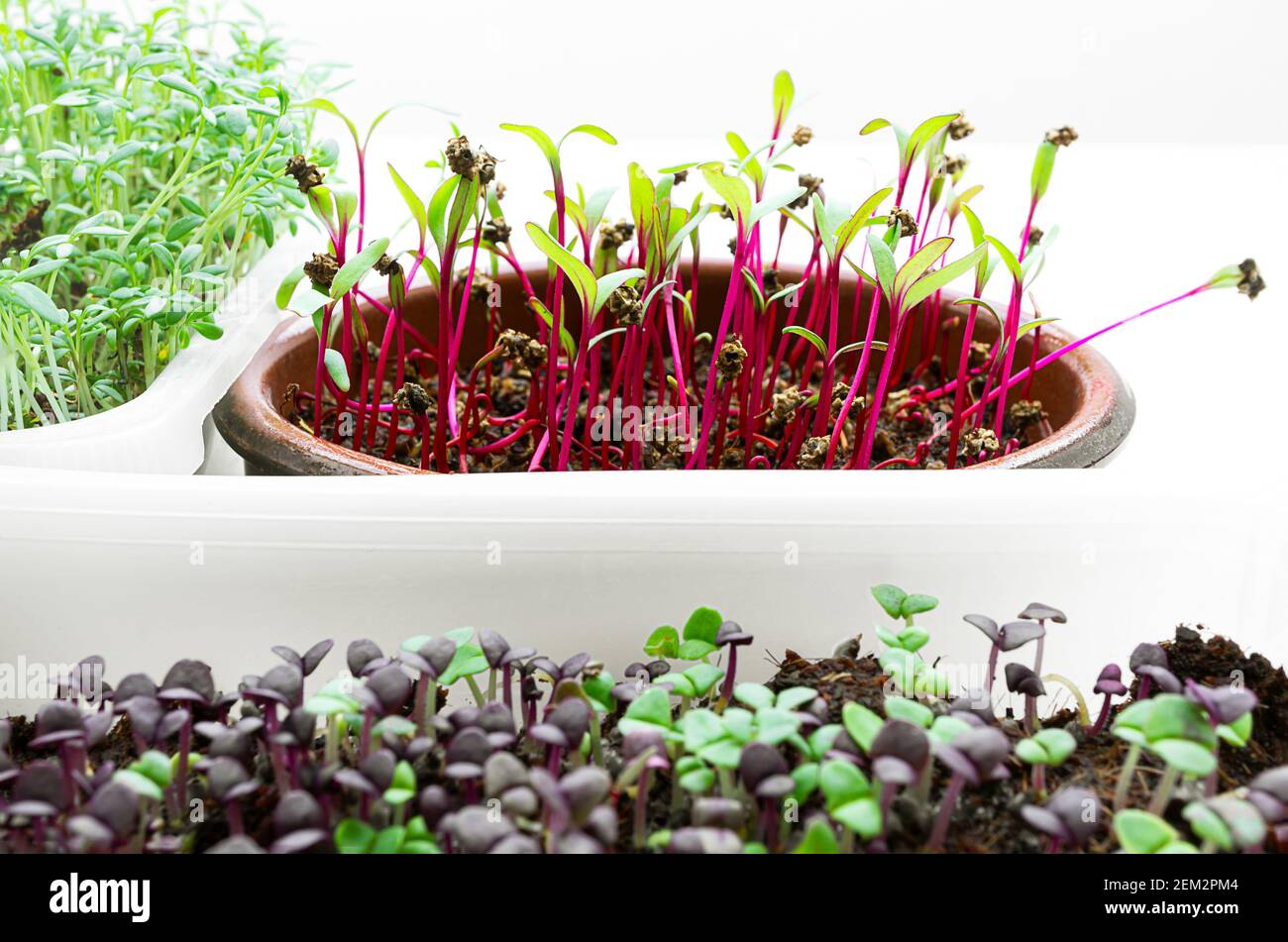 Micro greens in bowls, sprouts of beetroot, watercress, green and ...