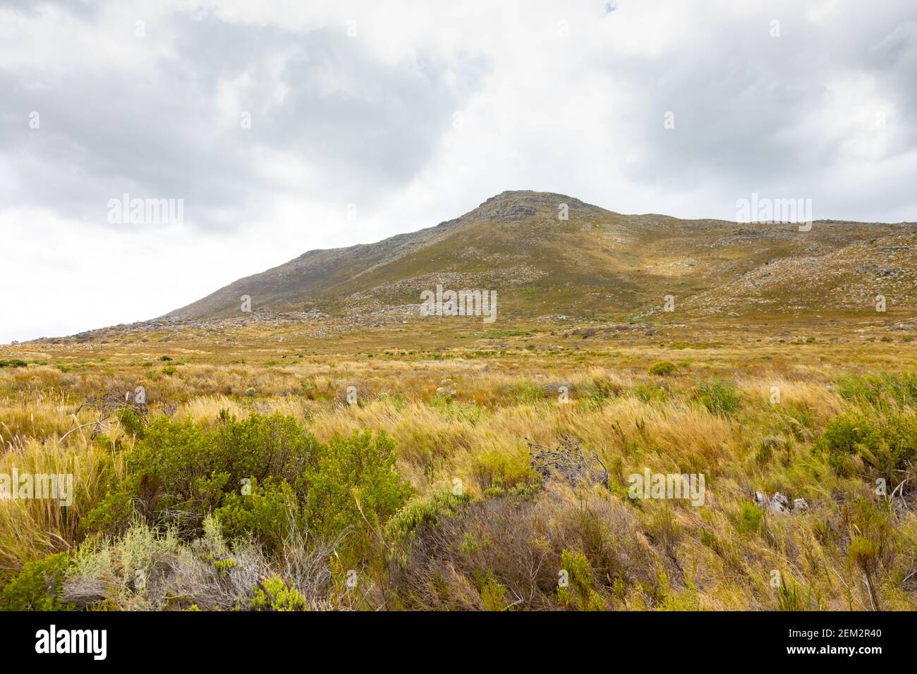 Fynbos Nature Reserve In The Background High Resolution Stock ...