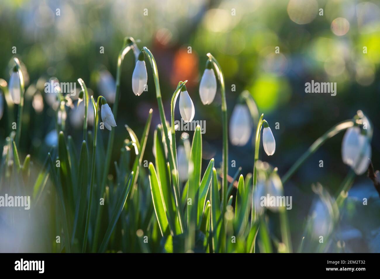 Morning light on Snowdrops in the grounds of Colwick Hall Hotel ...