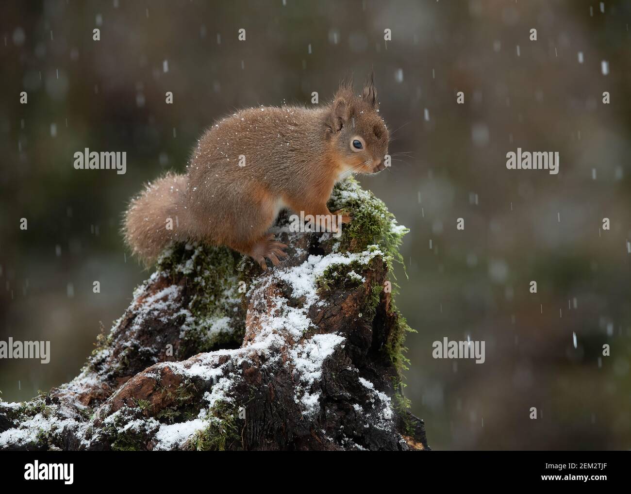 Stumpy tree hi-res stock photography and images - Alamy