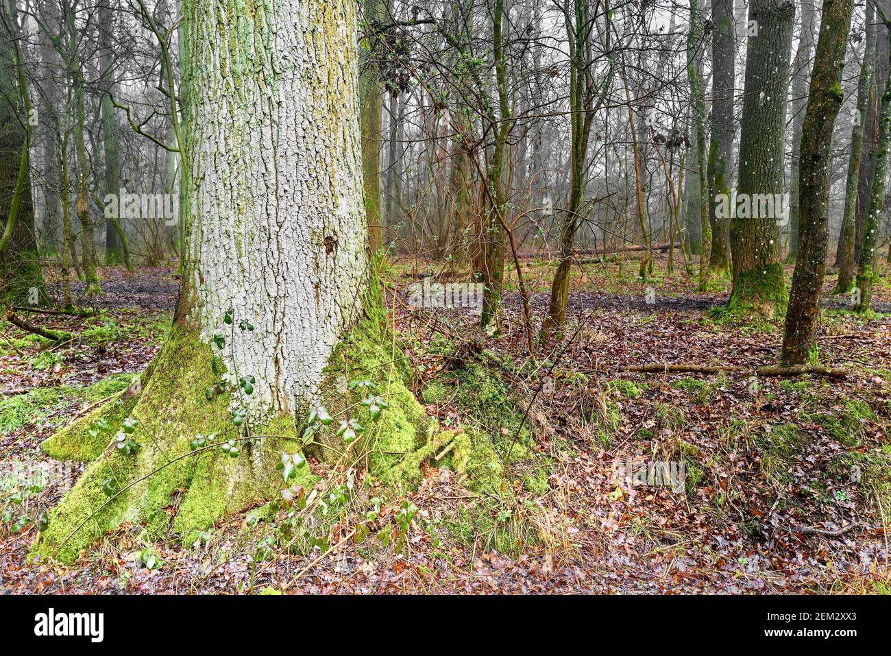 A straight oak tree with moss and fungus on the overground roots duirng ...