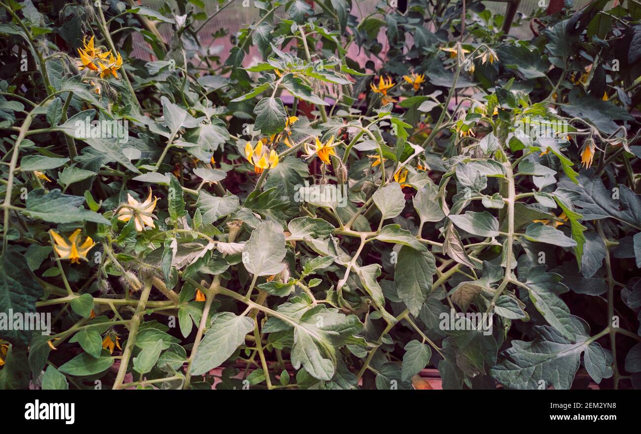 Tomato plants in bloom in the small greenhouse Stock Photo - Alamy