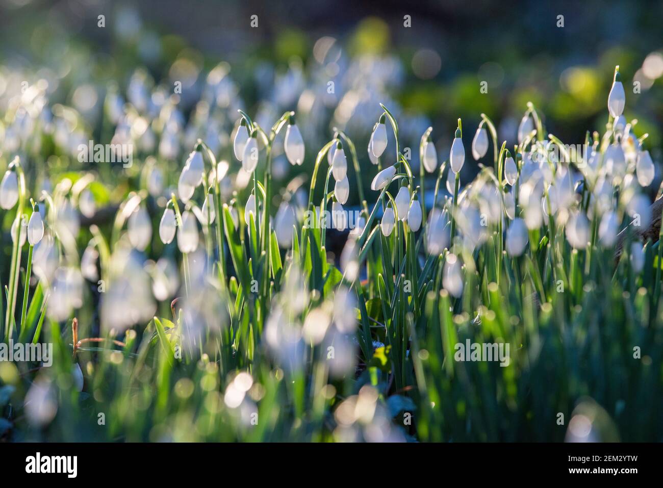 Morning light on Snowdrops in the grounds of Colwick Hall Hotel ...